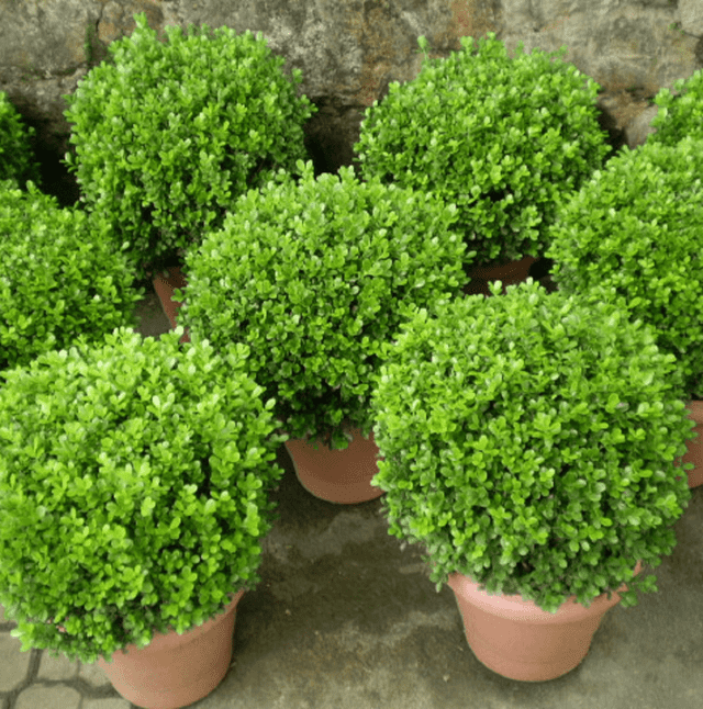 Buxus (Env. 4/10 Lts)