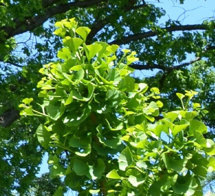 Ginkgo Bilova
