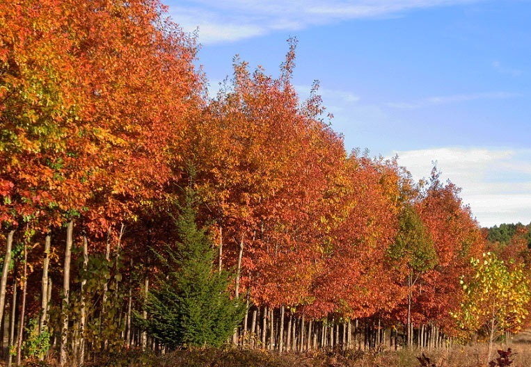 Roble Americano (Terrón 12 Lts) 2,50/ 3,00 Mts.