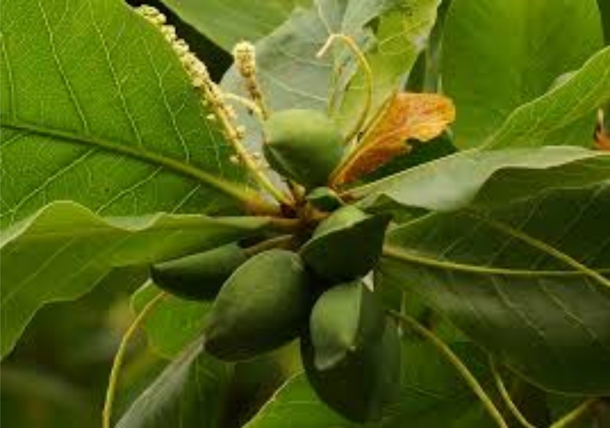 Almendro