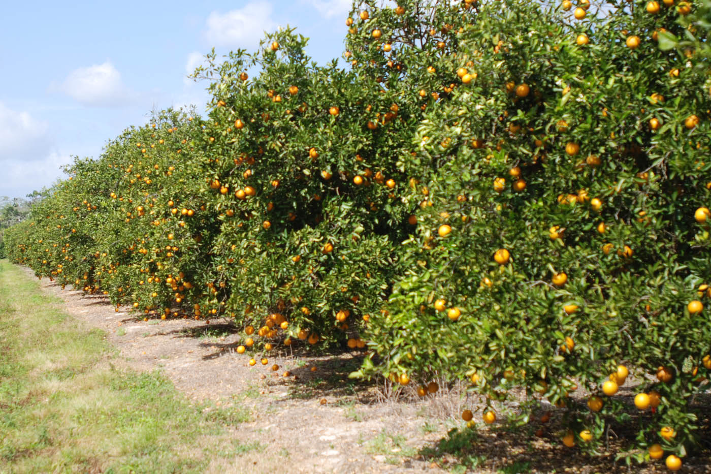 Naranja